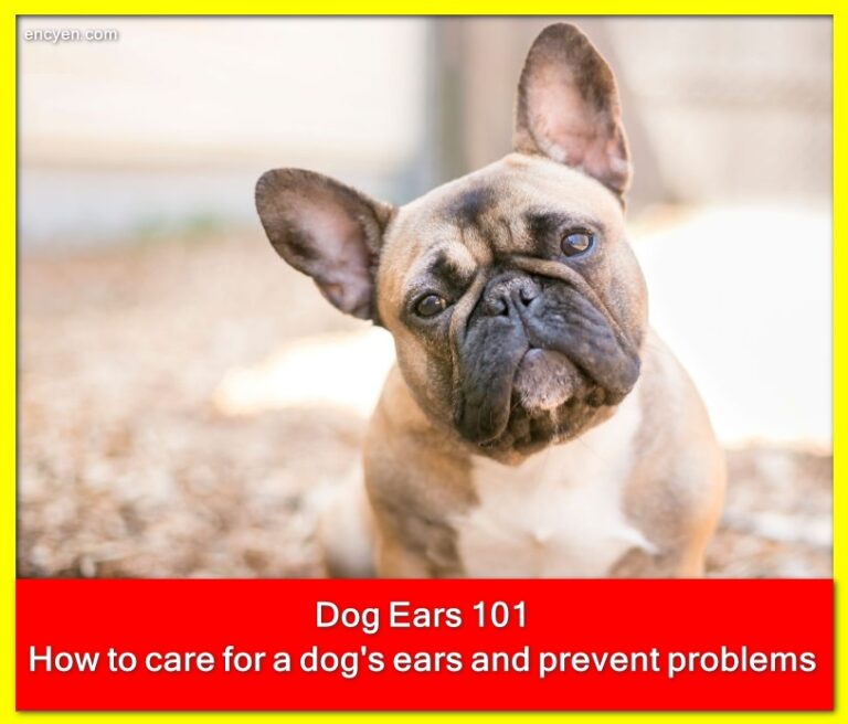 How to care for a dog's ears and prevent problems - ENCY Research