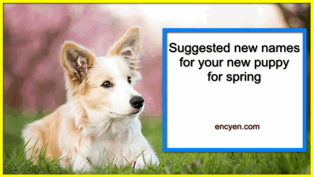 Suggested New Names For Your New Puppy For Spring